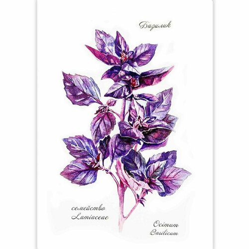 Постер ботаника интерьерный "Фиолетовый Базилик" 30х21 см. Серия "Ароматные травы"
