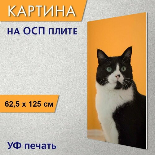 Вертикальная картина на ОСП "Кошка, черный белый мех, оранжевая стена" 62x125 см. для интерьериа