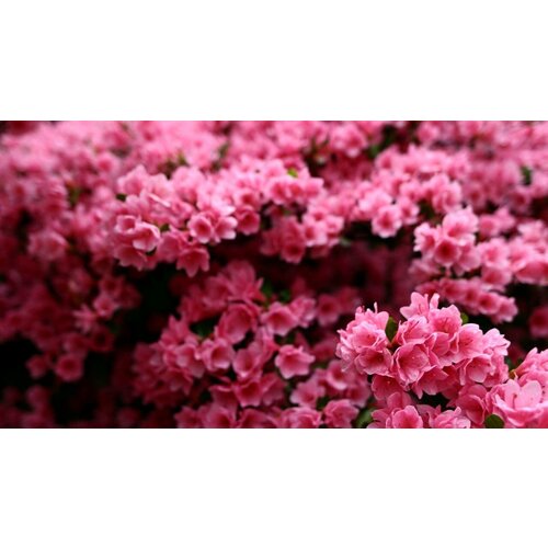 Картина на холсте 60x110 LinxOne "Цветы 5k 4k розовый весна" интерьерная для дома / на стену / на кухню / с подрамником