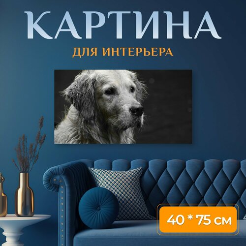 Картина на холсте "Золотистый ретривер, голди, собака" на подрамнике 75х40 см. для интерьера