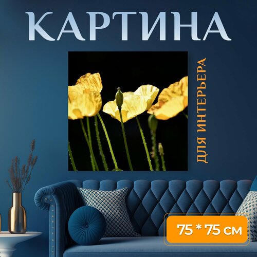 Картина на холсте "Жёлтый мак, цвести, природа" на подрамнике 75х75 см. для интерьера