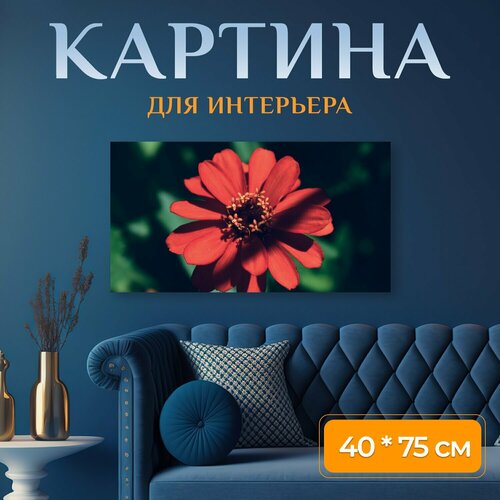 Картина на холсте "Красный цветок, блум, лепестки" на подрамнике 75х40 см. для интерьера