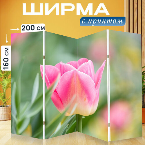 Ширма перегородка с принтом "Тюльпан, цветок, завод" на холсте - 200x160 см. для зонирования, раскладная