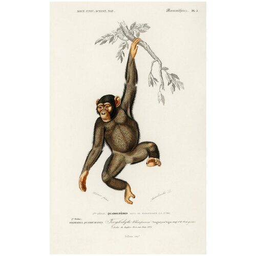 Постер / Плакат / Картина Шимпанзе 40х50 см в раме