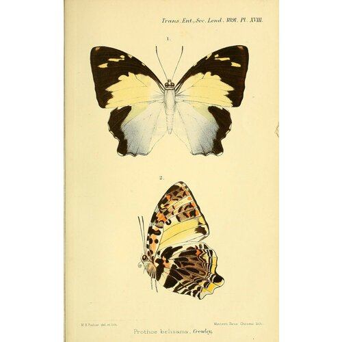 Бабочки постер 20 на 30 см, шнур-подвес в подарок