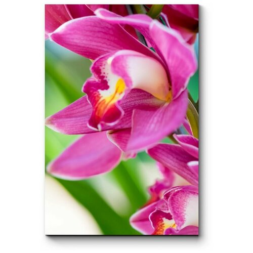 Модульная картина Тайские орхидеи, Чиангмай (Таиланд) 20x30
