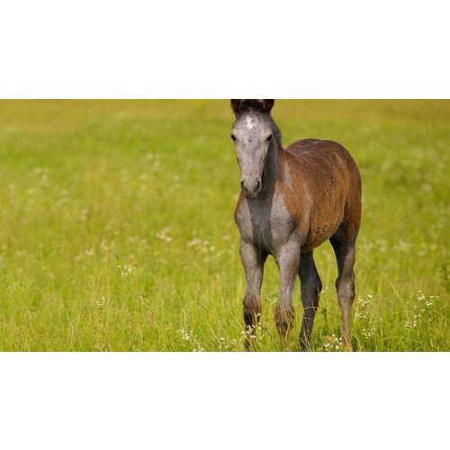 Картина на холсте 60x110 LinxOne "Лошадь жеребёнок конь поле трава" интерьерная для дома / на стену / на кухню / с подрамником
