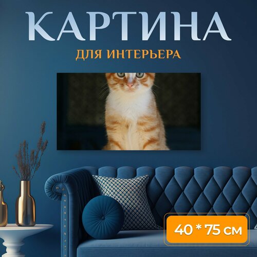 Картина на холсте "Кошка, животное, портрет животных" на подрамнике 75х40 см. для интерьера
