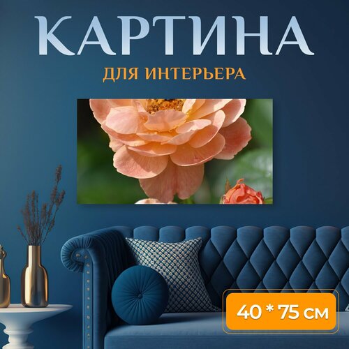 Картина на холсте "Роза, персик, цвести" на подрамнике 75х40 см. для интерьера