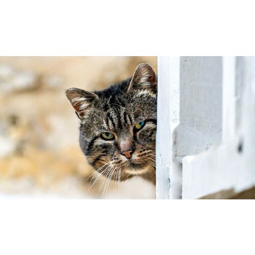 Картина на холсте 60x110 LinxOne "Кот котэ мордочка боке взгляд" интерьерная для дома / на стену / на кухню / с подрамником