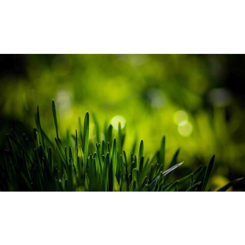 Картина на холсте 60x110 Альянс Лес "Макро зелень боке трава" на подрамнике / интерьер/ декор