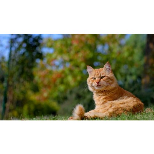 Картина на холсте 60x110 LinxOne "Рыжий кот рыжий взгляд кот" интерьерная для дома / на стену / на кухню / с подрамником
