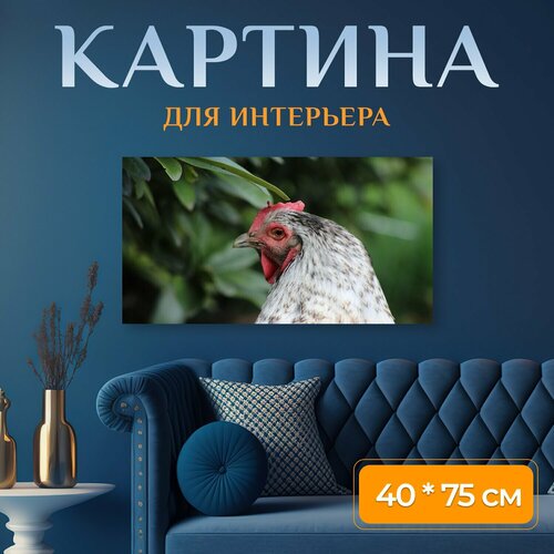 Картина на холсте "Курица, природа, домашняя птица" на подрамнике 75х40 см. для интерьера