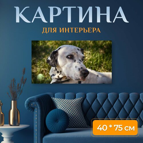 Картина на холсте "Далматинец, собака, мило" на подрамнике 75х40 см. для интерьера