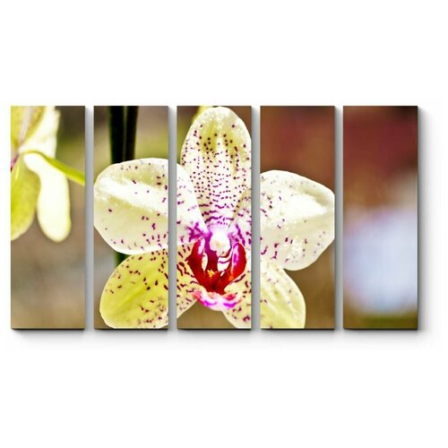 Модульная картина Тигровая орхидея 180x108