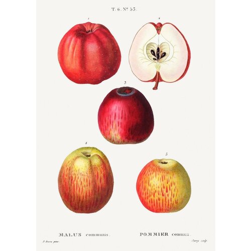 Постер / Плакат / Картина Фрукты - Красные яблоки 50х70 см в подарочном тубусе