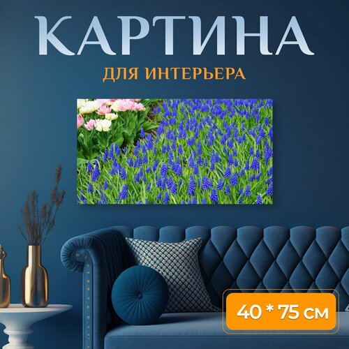 Картина на холсте "Тюльпан, красивая, блум" на подрамнике 75х40 см. для интерьера