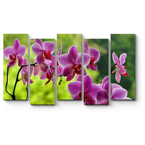 Модульная картина Неподражаемые орхидеи 220x127