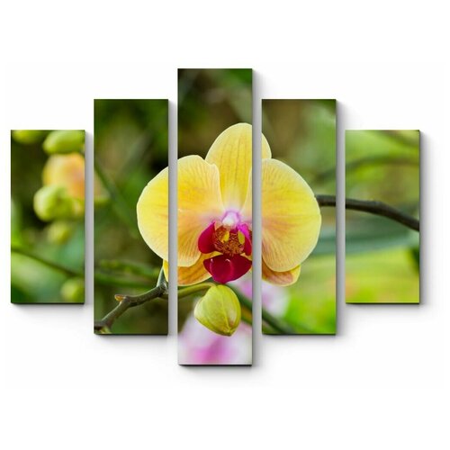 Модульная картина Тропическая орхидея, цветущая в летнем саду 105x84