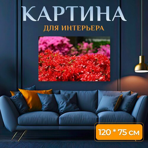 Картина на холсте "Азалия, цветы, блум" на подрамнике 120х75 см. для интерьера
