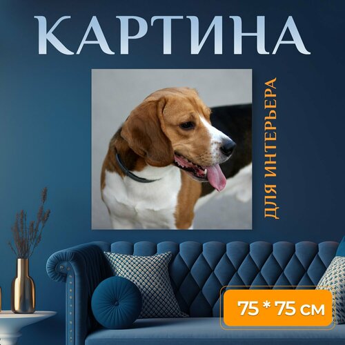 Картина на холсте "Бигль, собака, веселый" на подрамнике 75х75 см. для интерьера