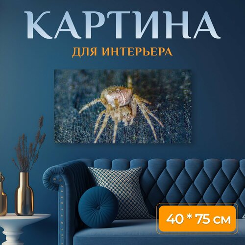 Картина на холсте "Паук, насекомое, природа" на подрамнике 75х40 см. для интерьера