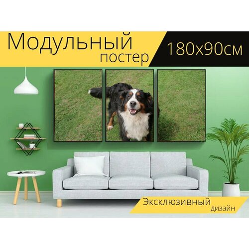 Модульный постер "Собака, бернский зенненхунд, горная собака" 180 x 90 см. для интерьера