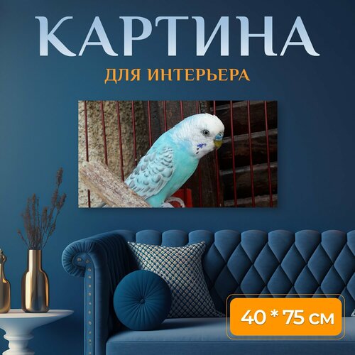Картина на холсте "Волнистый попугайчик, птица, синий" на подрамнике 75х40 см. для интерьера