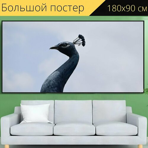 Большой постер "Павлин, птица, животное" 180 x 90 см. для интерьера