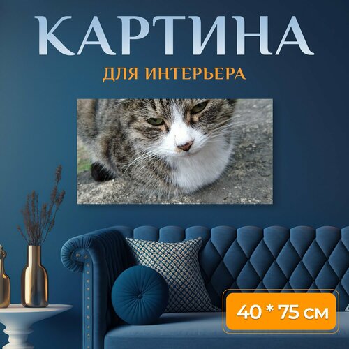 Картина на холсте "Кот, кошка" на подрамнике 75х40 см. для интерьера