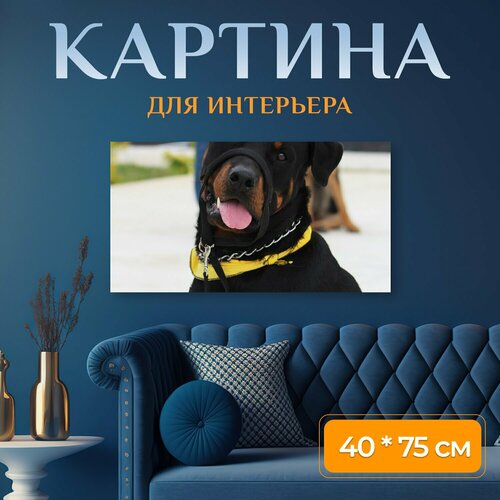 Картина на холсте "Ротвейлер, дрессировка собак, хорошее поведение" на подрамнике 75х40 см. для интерьера