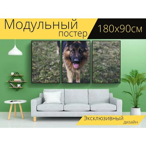 Модульный постер "Немецкая овчарка, собака, трава" 180 x 90 см. для интерьера