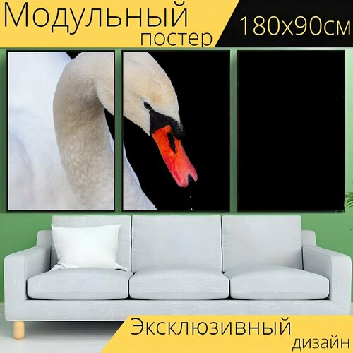 Модульный постер "Лебедь, животное, водоплавающая птица" 180 x 90 см. для интерьера