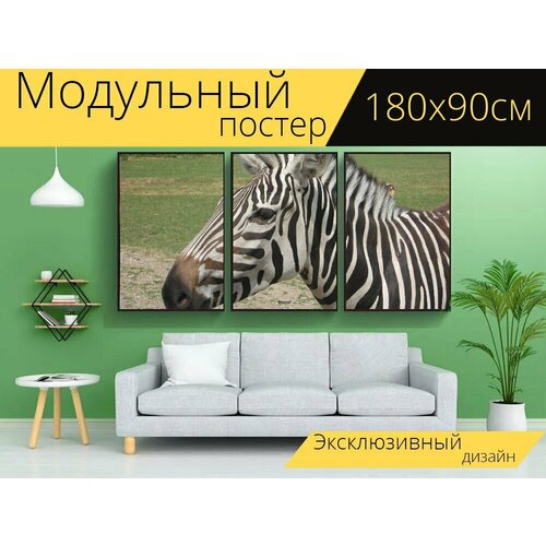 Модульный постер "Зебра, зоопарк, животное" 180 x 90 см. для интерьера