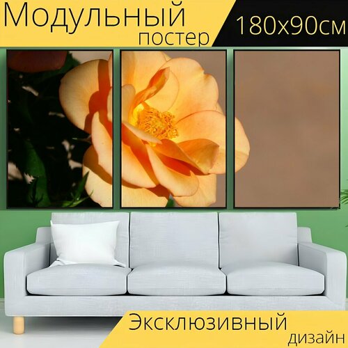 Модульный постер "Цветок, оранжевый цветок, лепестки" 180 x 90 см. для интерьера