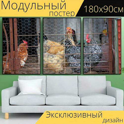Модульный постер "Куры, ферма, курица" 180 x 90 см. для интерьера