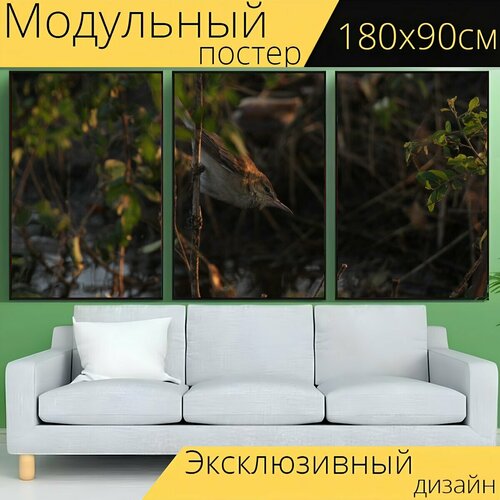 Модульный постер "Камышевка, лесной певун, птица" 180 x 90 см. для интерьера