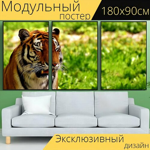 Модульный постер "Тигр, хищник, шерсть" 180 x 90 см. для интерьера
