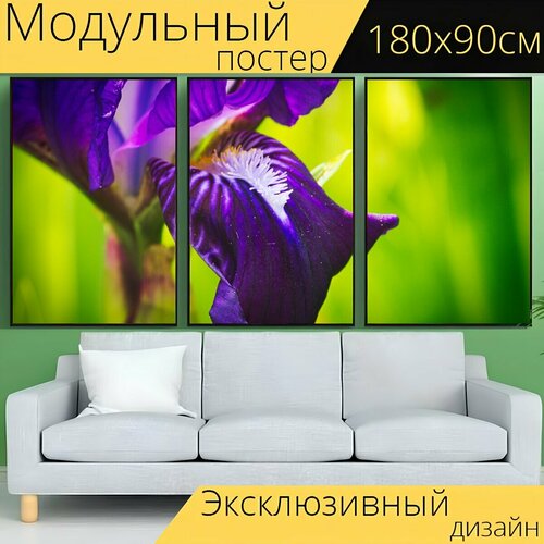 Модульный постер "Цвести, фиолетовый, цветок" 180 x 90 см. для интерьера