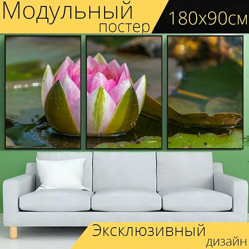 Модульный постер "Водяная лилия, озеро, кубышка растение" 180 x 90 см. для интерьера