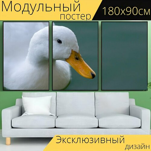 Модульный постер "Утка, белая утка, птица" 180 x 90 см. для интерьера