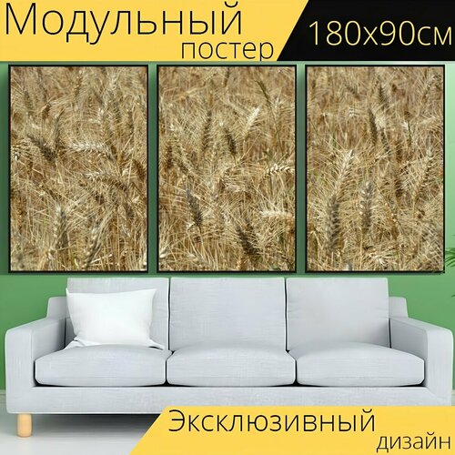 Модульный постер "Пшеница, поля пшеницы, сельское хозяйство" 180 x 90 см. для интерьера