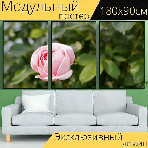 Модульный постер "Сад, розовый, роза" 180 x 90 см. для интерьера