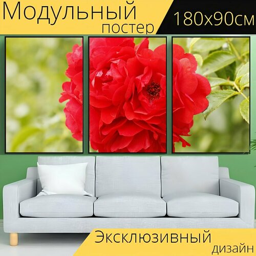 Модульный постер "Роза, красный, красная роза" 180 x 90 см. для интерьера