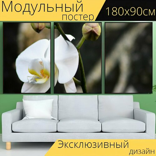 Модульный постер "Орхидея, белый, цветок" 180 x 90 см. для интерьера