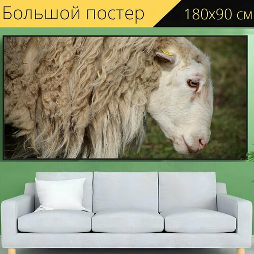 Большой постер "Овец, домашнее животное, сельскохозяйственное животное" 180 x 90 см. для интерьера
