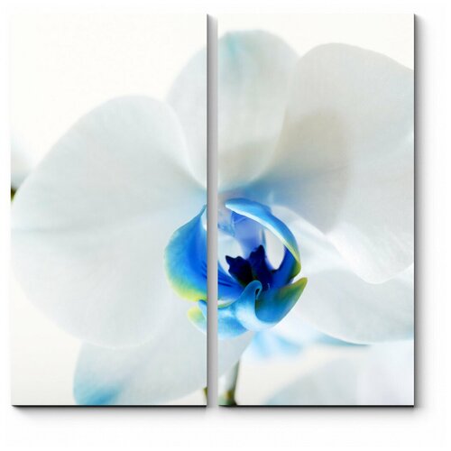 Модульная картина Белая орхидея 60x60
