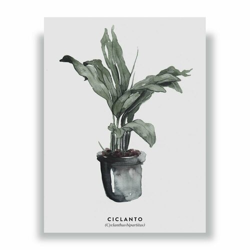 Постер, интерьерный "Ciclanto - Цветок в горшке", 30 см х 40 см