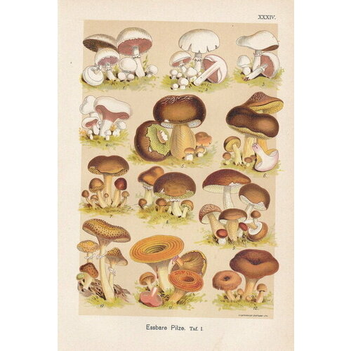 Плакат, постер на бумаге грибы несъедобные тип4/рисунки грибов/ботанические/мухоморы/ботаническая иллюстрация. Размер 42 х 60 см