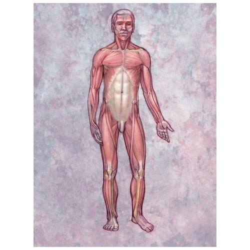 Постер на холсте Мышцы человека (Human muscles) №1 40см. x 53см.